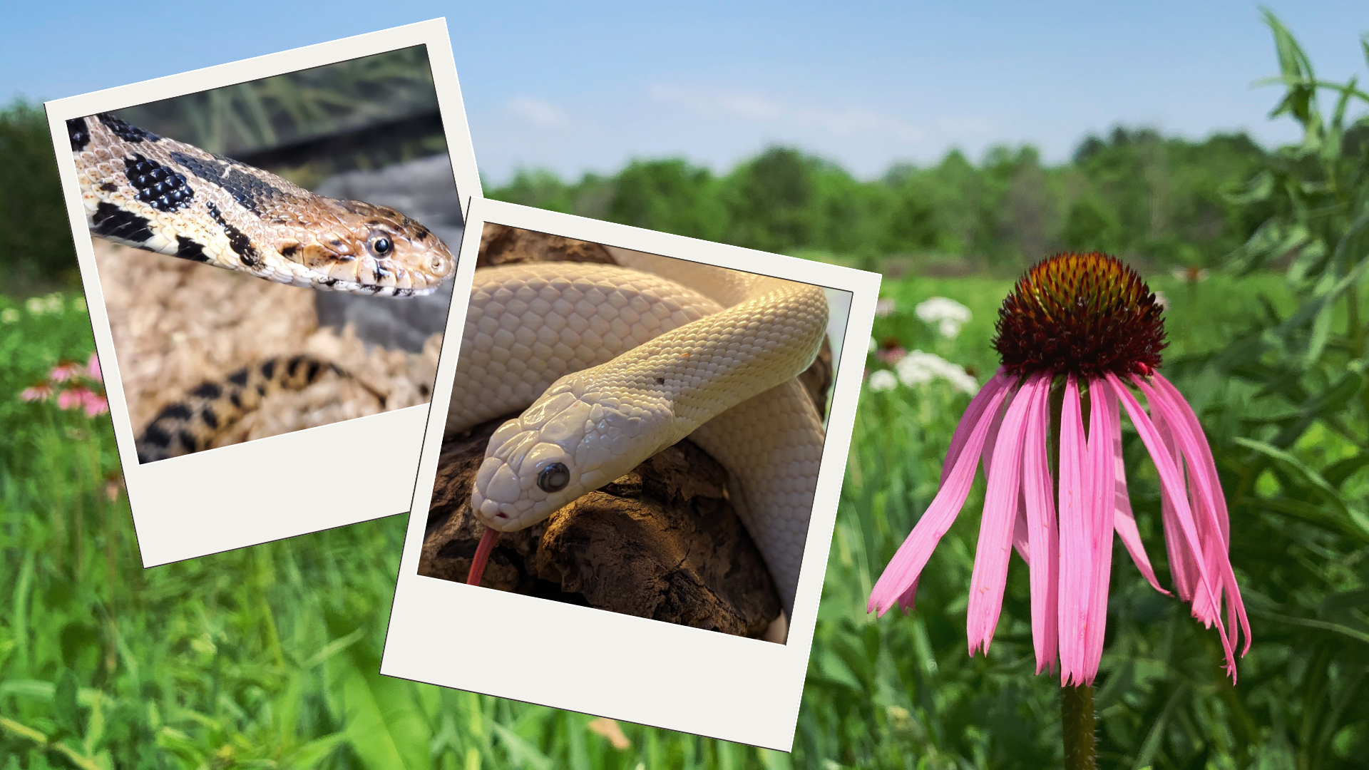 Champaign County Forest Preserve District > About > News & Events ...